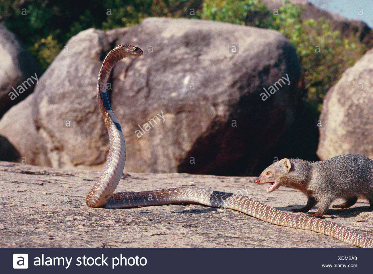 Snake And Mongoose Stock Photos & Snake And Mongoose Stock Images - Alamy