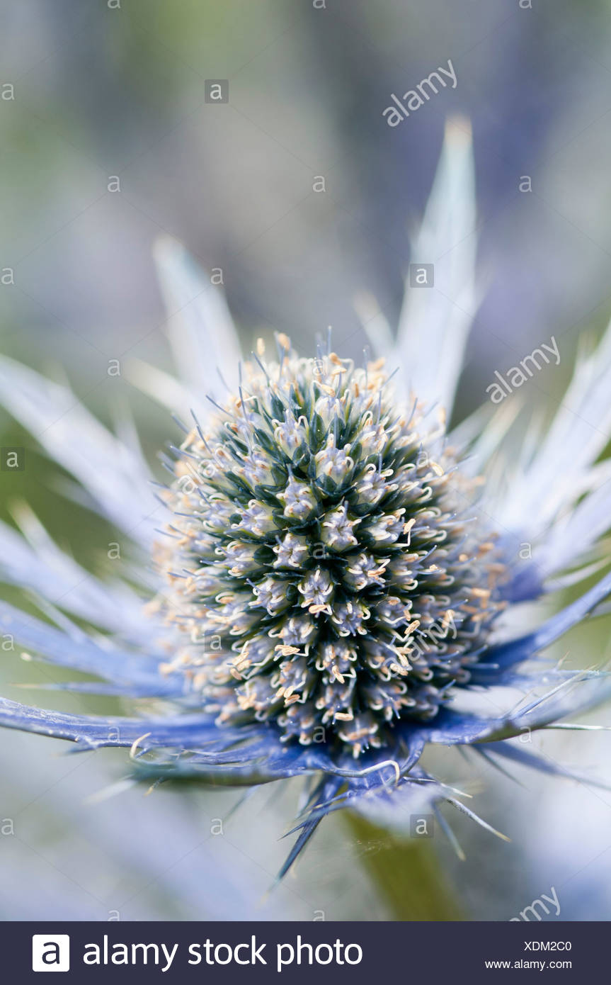 Thistle Like Flower High Resolution Stock Photography and Images - Alamy