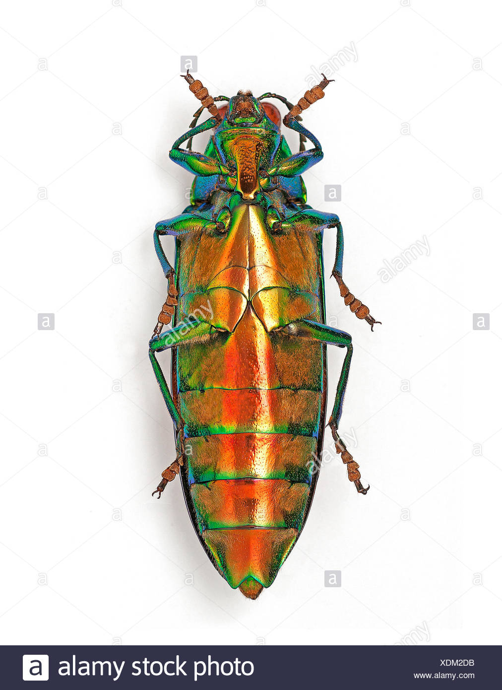 Beetle Bottom High Resolution Stock Photography and Images - Alamy