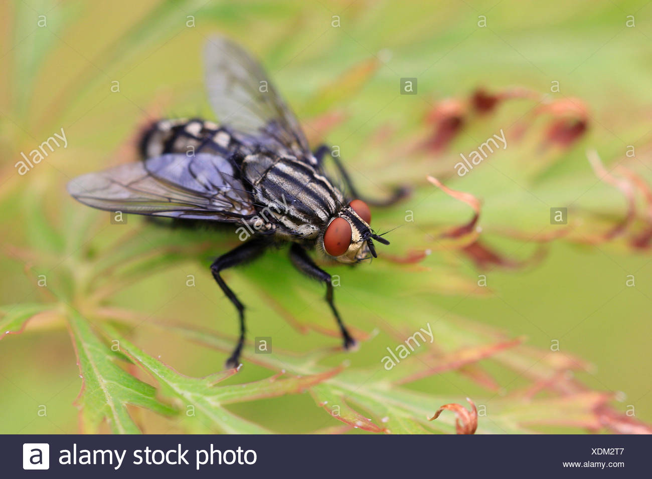 Meat Fly High Resolution Stock Photography and Images - Alamy
