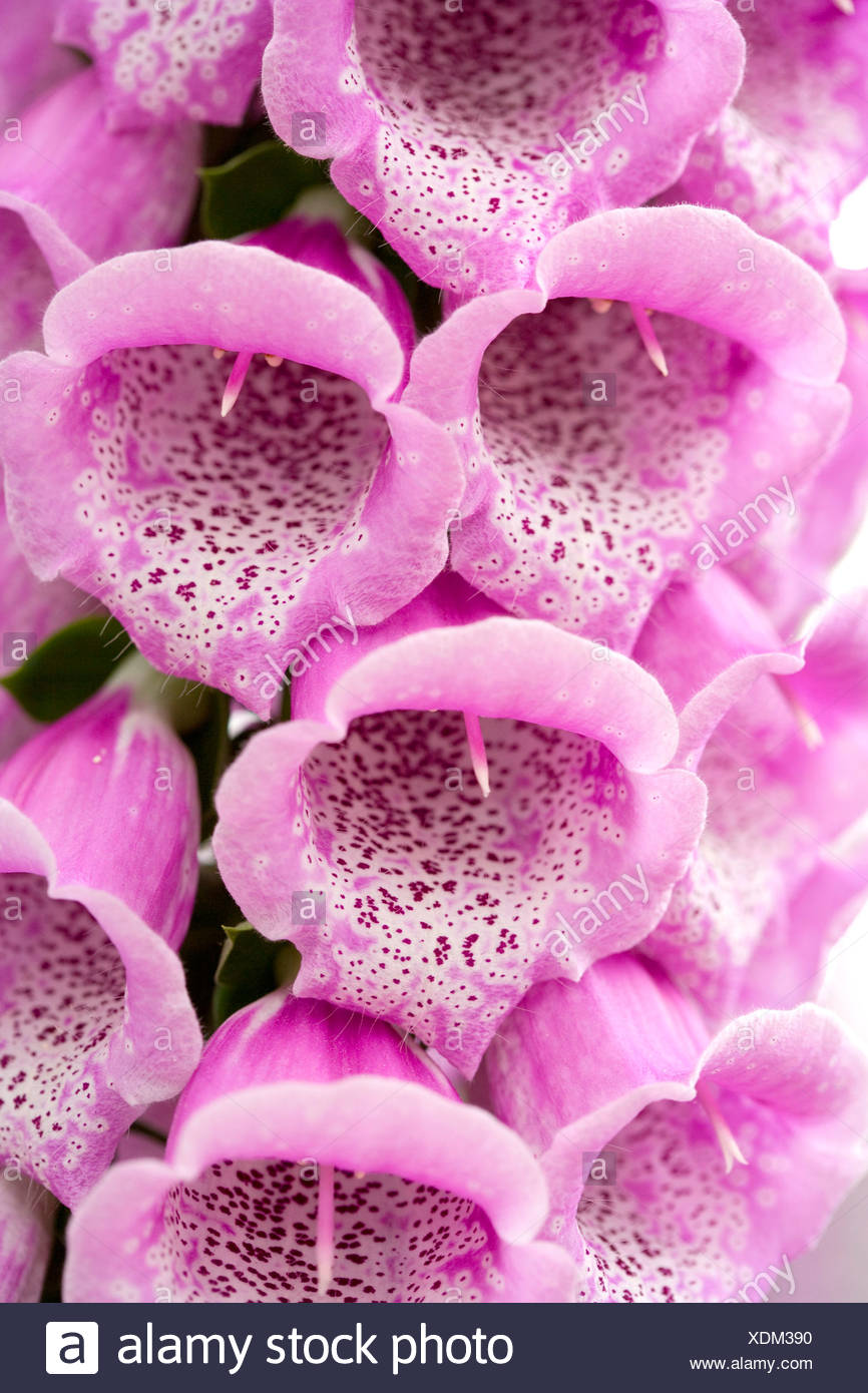 Digitalis Excelsior High Resolution Stock Photography and Images - Alamy