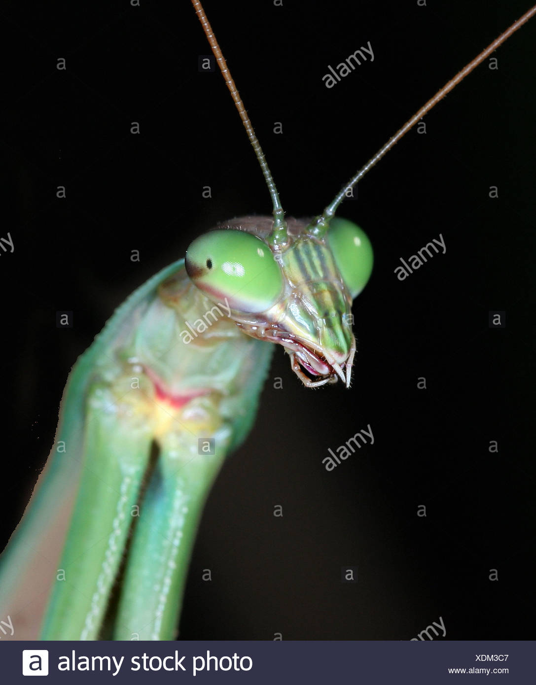 Praying Mantis Pose Stock Photos & Praying Mantis Pose Stock Images - Alamy
