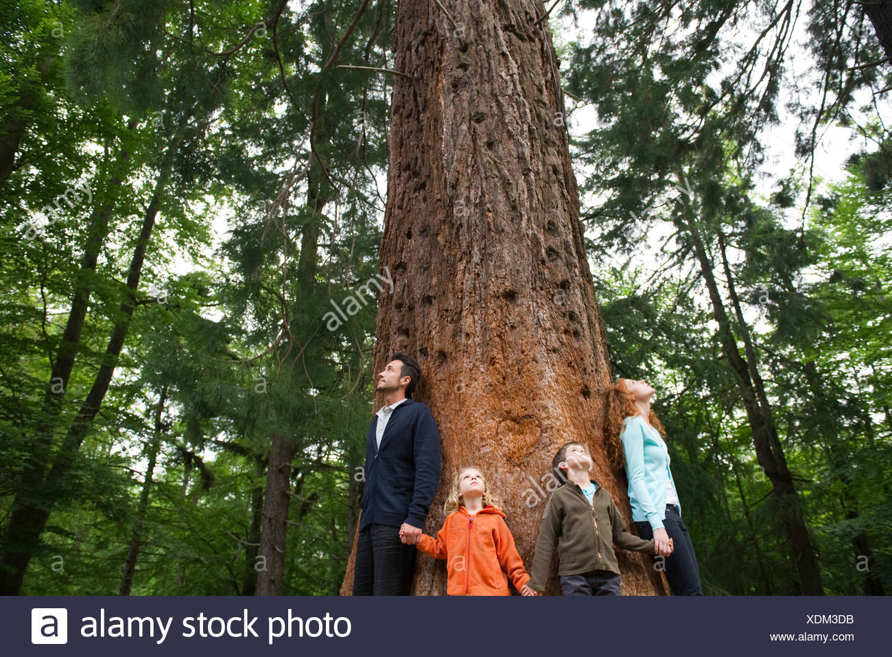 Tall Standing Tree High Resolution Stock Photography and Images - Alamy