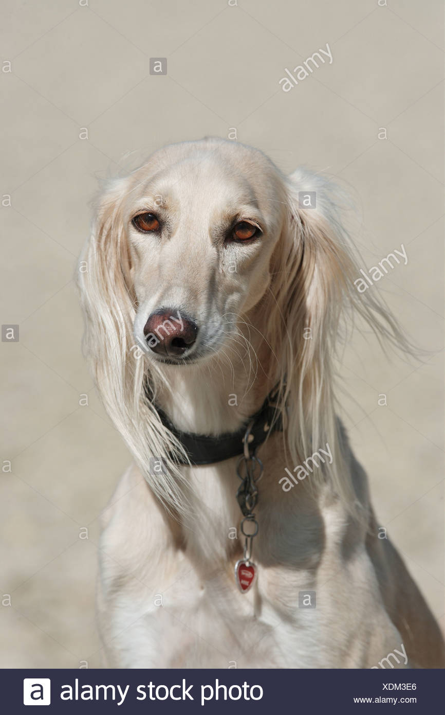Persian Greyhounds High Resolution Stock Photography and Images - Alamy