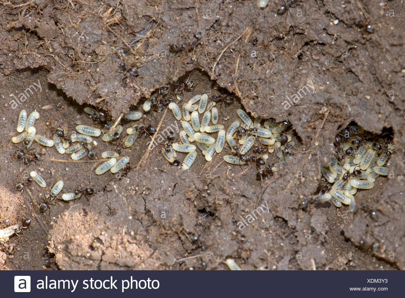 Ant Larva High Resolution Stock Photography and Images - Alamy
