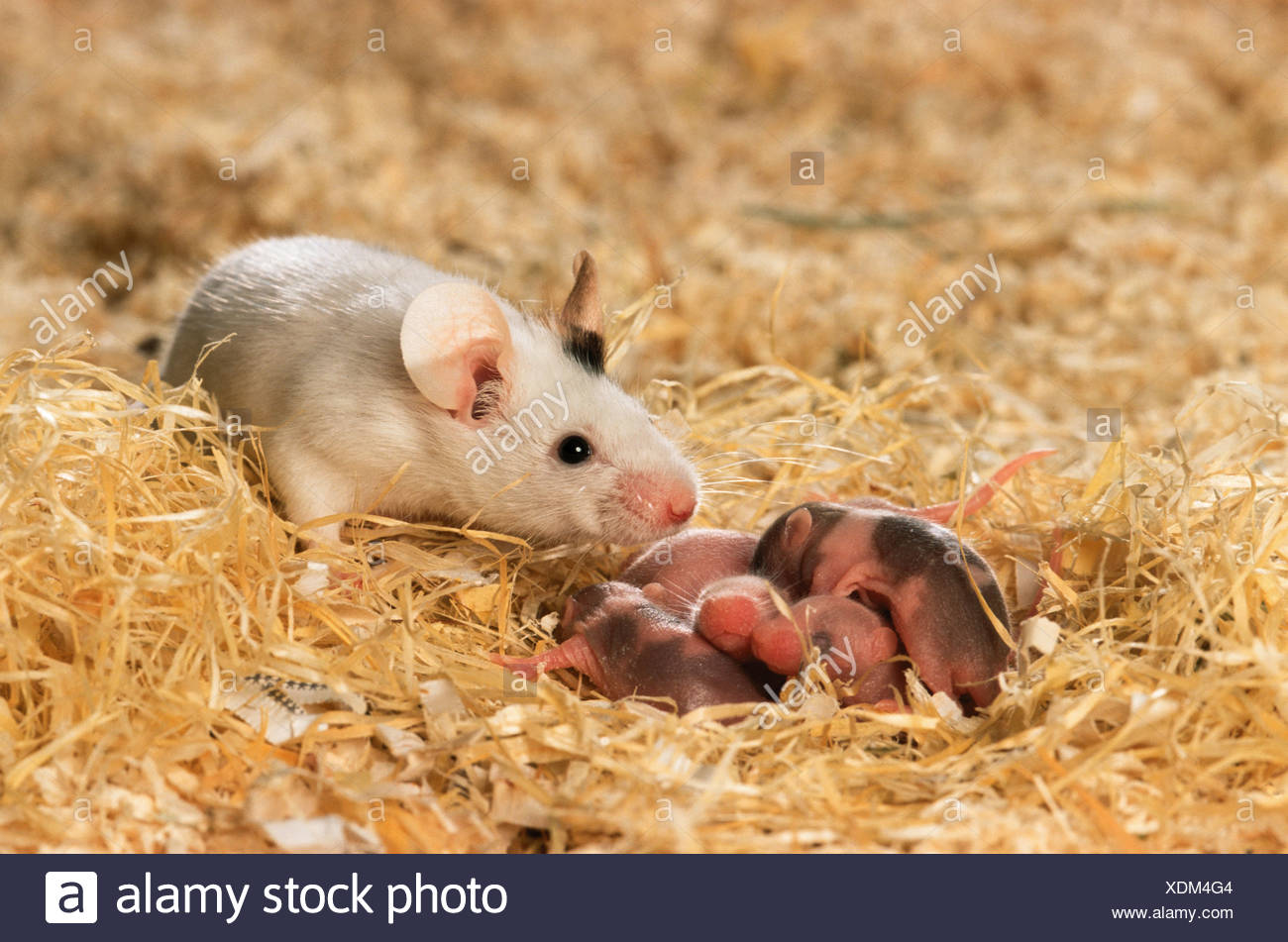 Female Gerbils High Resolution Stock Photography and Images - Alamy