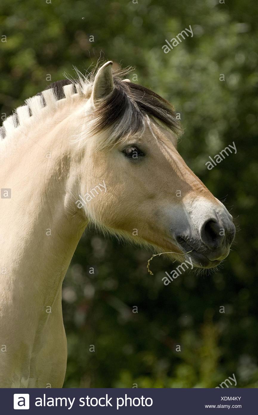 Norwegian Fjord Horses High Resolution Stock Photography and Images - Alamy