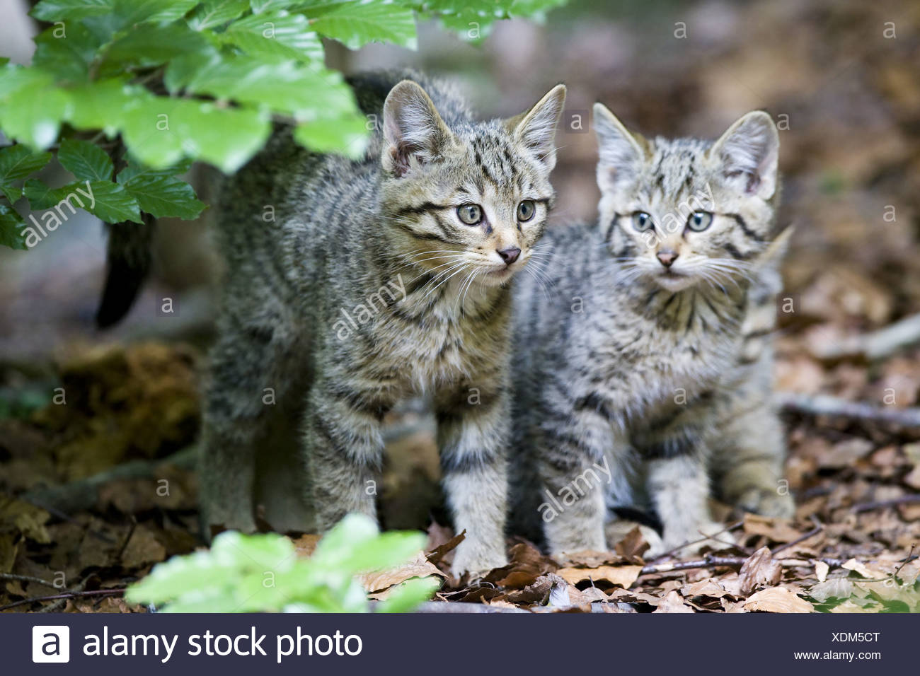 Wildcat Stock Photos & Wildcat Stock Images - Alamy