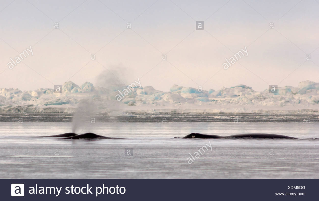 Bowhead Whales Stock Photos & Bowhead Whales Stock Images - Alamy