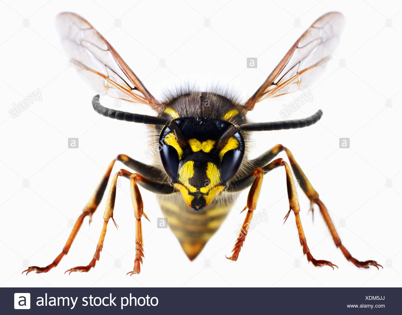 One Wasp Stock Photos & One Wasp Stock Images - Alamy