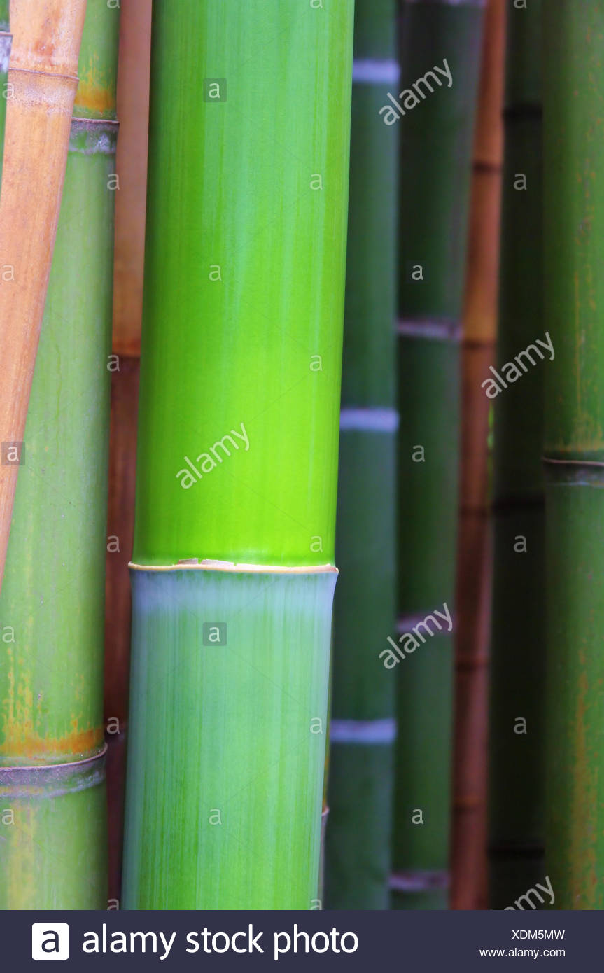 Reed Tube High Resolution Stock Photography and Images - Alamy