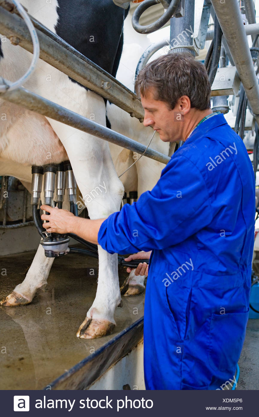 Dairy Farmer Stock Photos & Dairy Farmer Stock Images - Alamy
