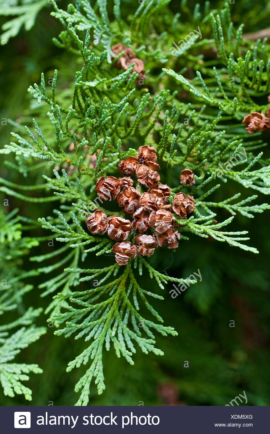 Lawson Cypress High Resolution Stock Photography and Images - Alamy