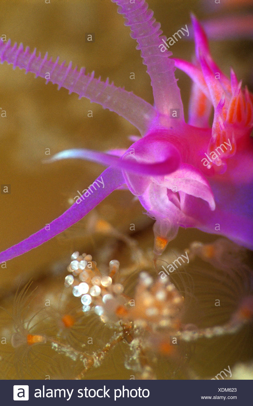 Hydroids High Resolution Stock Photography and Images - Alamy