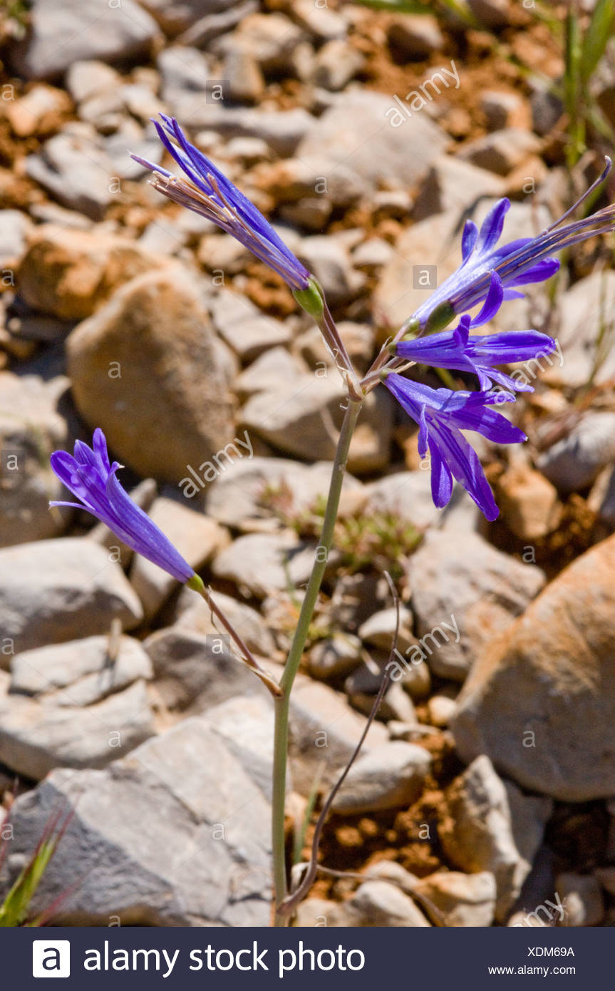 Tataricum High Resolution Stock Photography and Images - Alamy