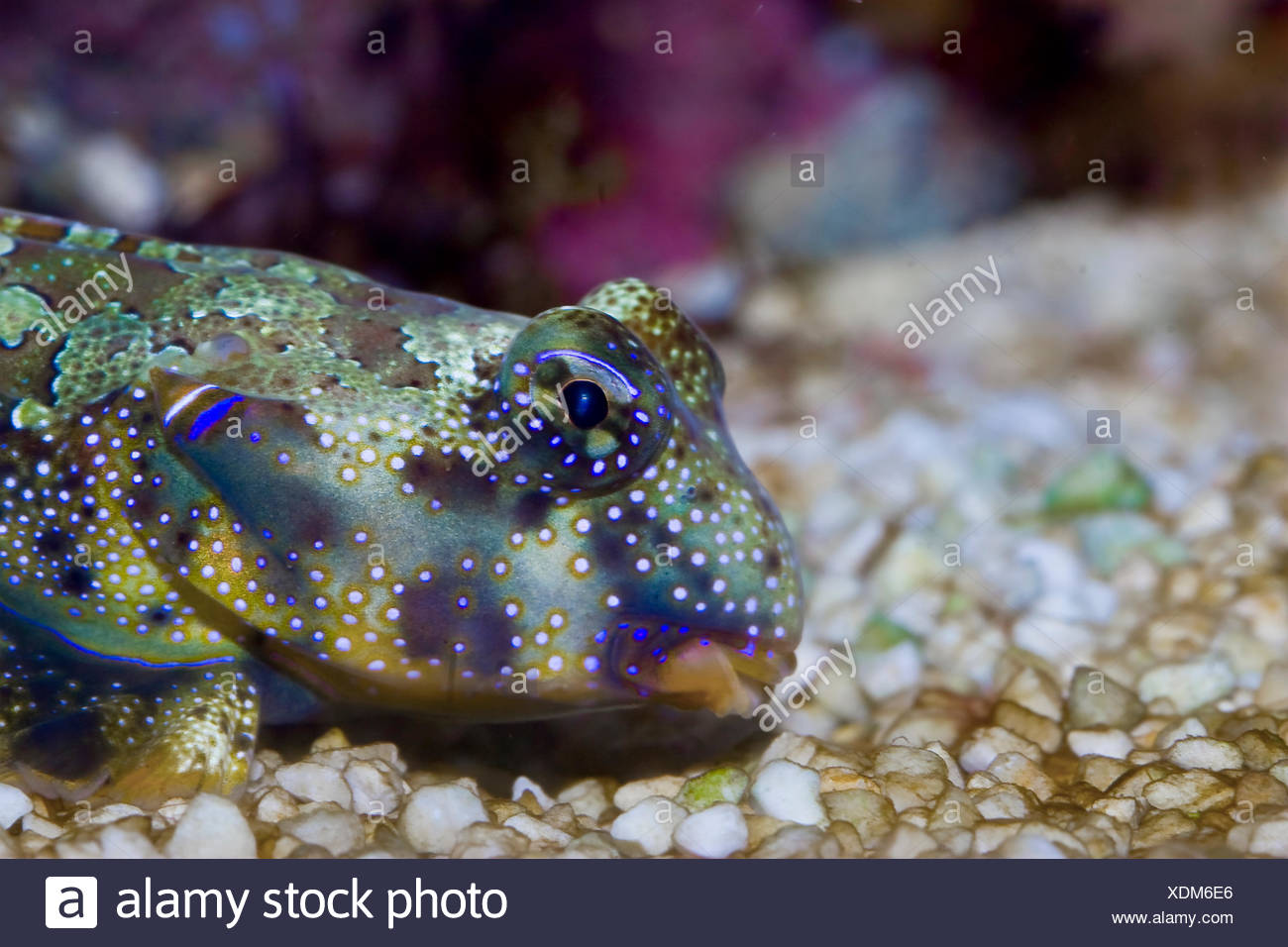 Leierfisch High Resolution Stock Photography and Images - Alamy