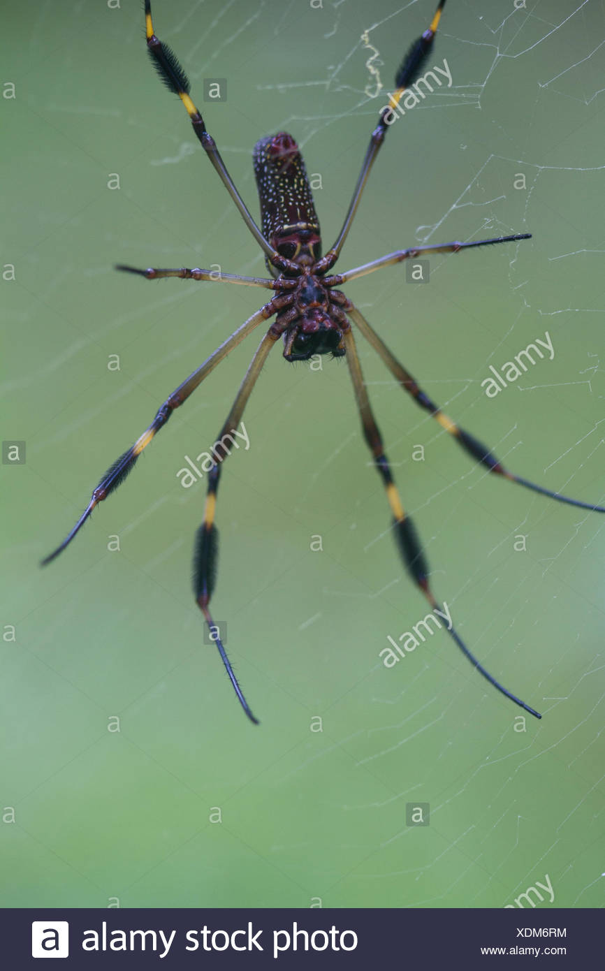 Golden Orb Web Spider High Resolution Stock Photography and Images - Alamy