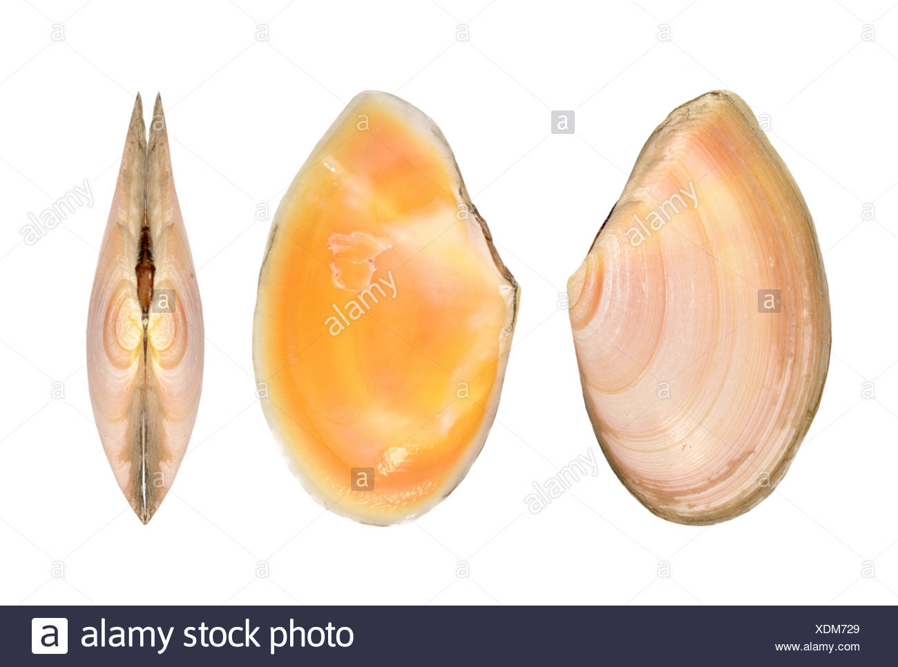 Marine Bivalve High Resolution Stock Photography and Images - Alamy
