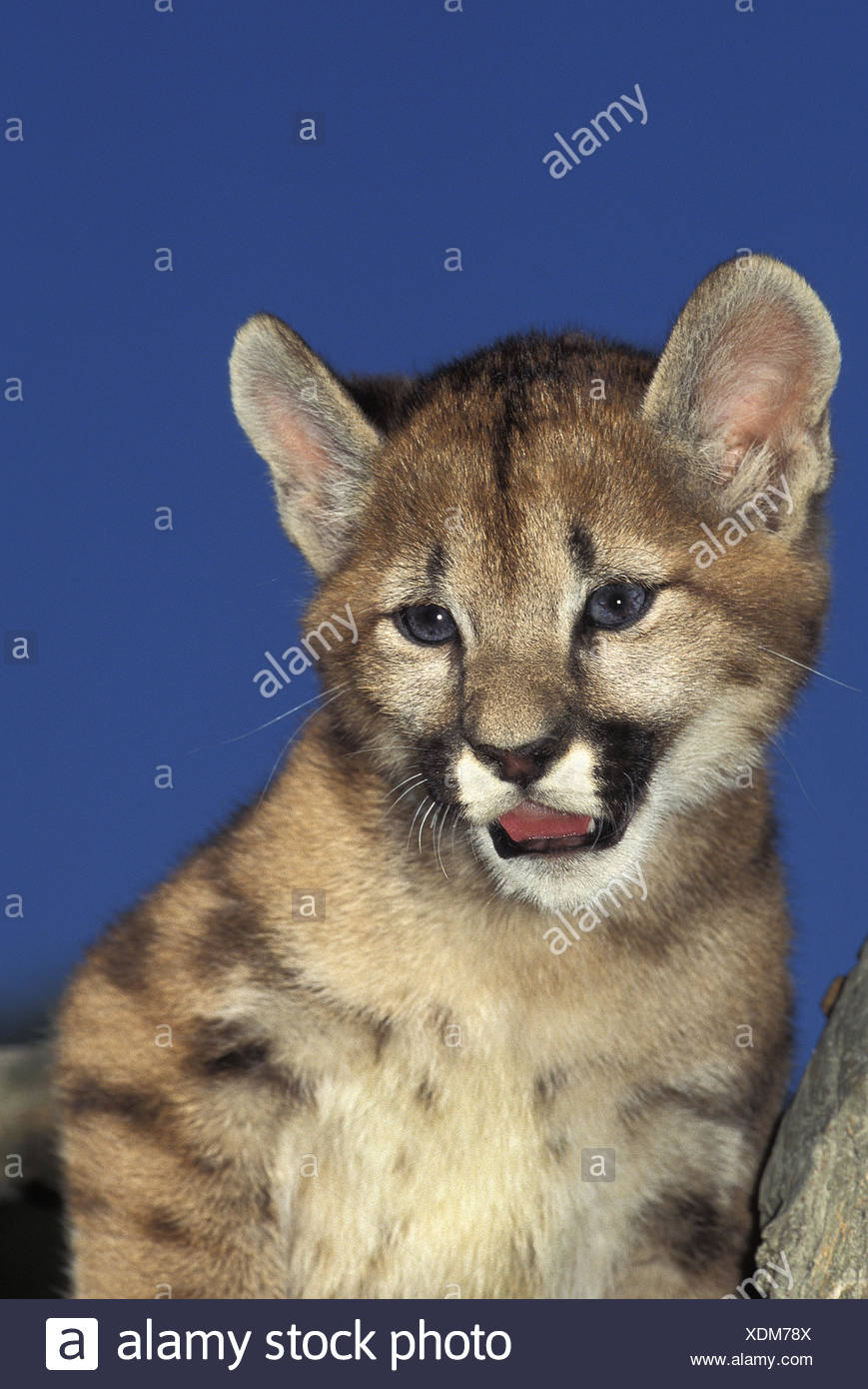 Cougar Felis Concolor Juvenile Stock Photos & Cougar Felis Concolor ...