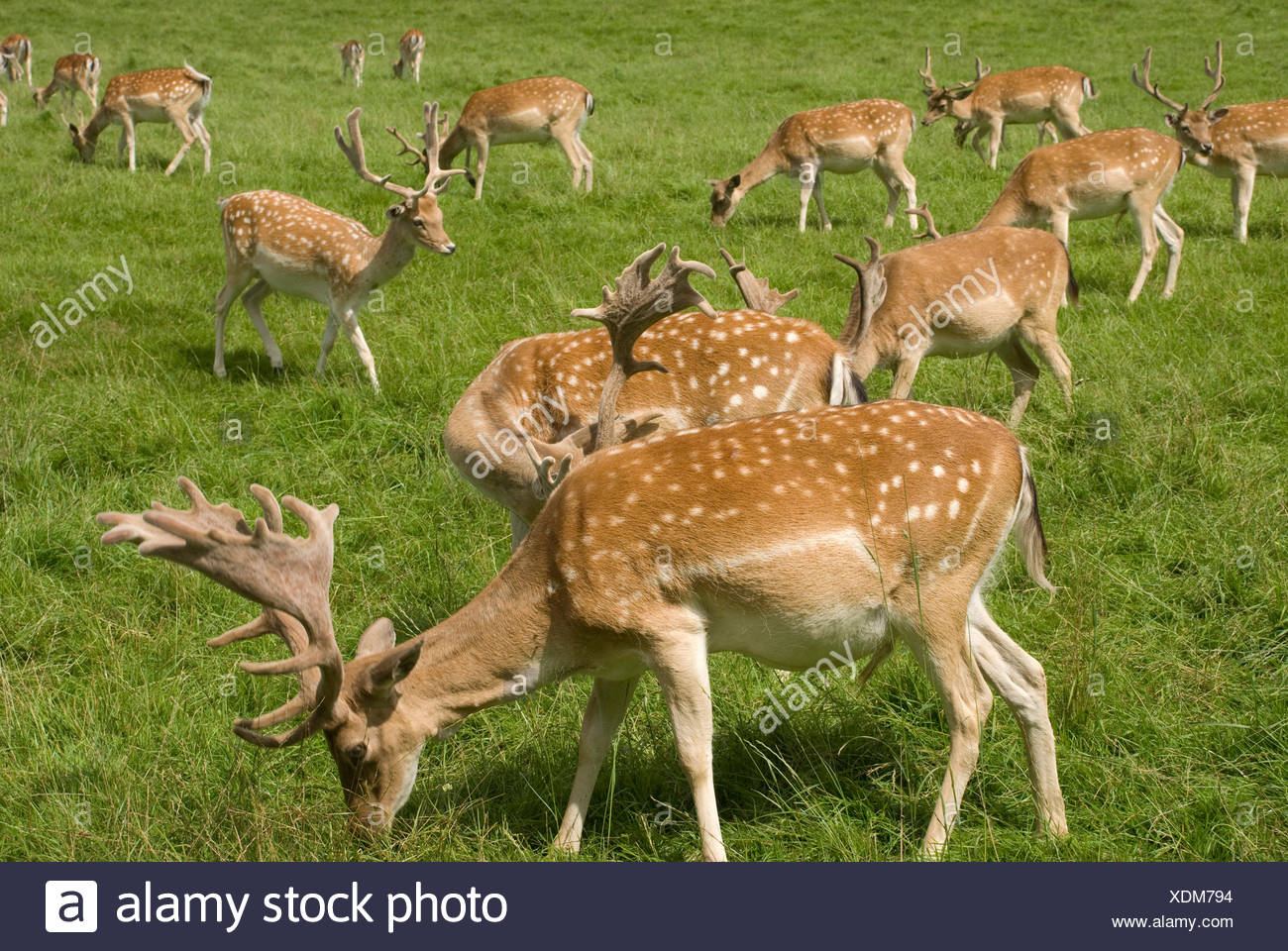 Fallow Deer Herd High Resolution Stock Photography and Images - Alamy