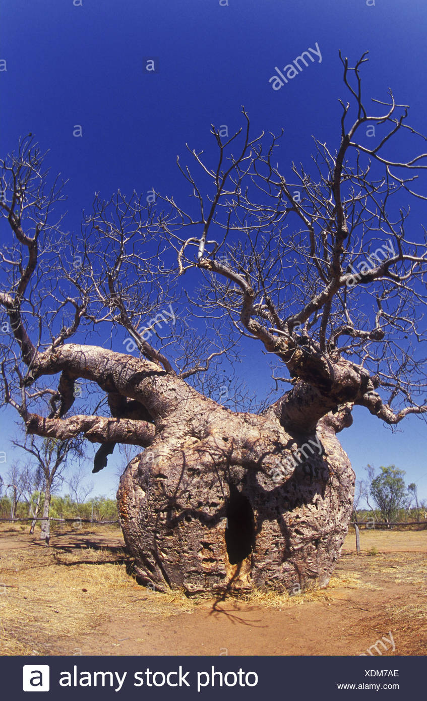 Baobab Hole High Resolution Stock Photography and Images - Alamy