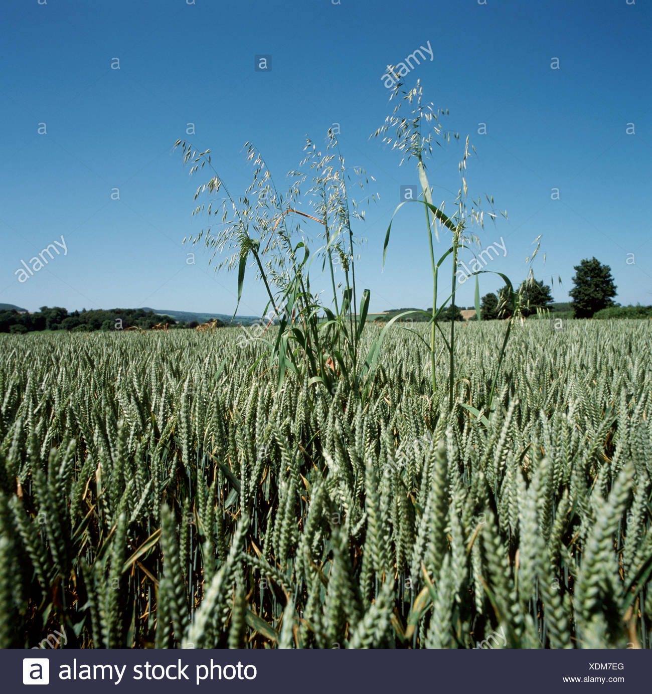 Wild Oats In Wheat High Resolution Stock Photography and Images - Alamy