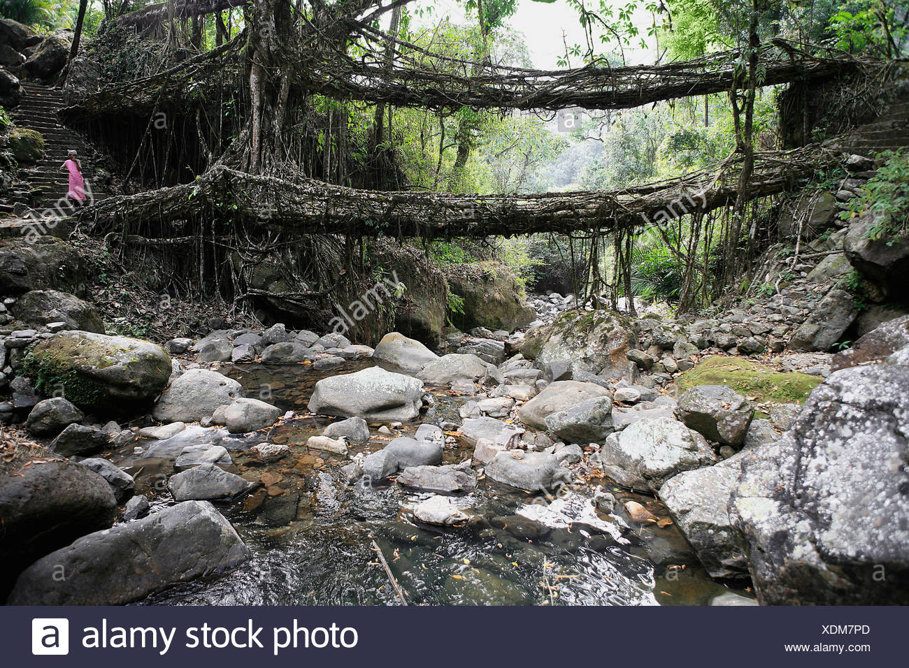 Living Root Bridges India High Resolution Stock Photography and Images ...