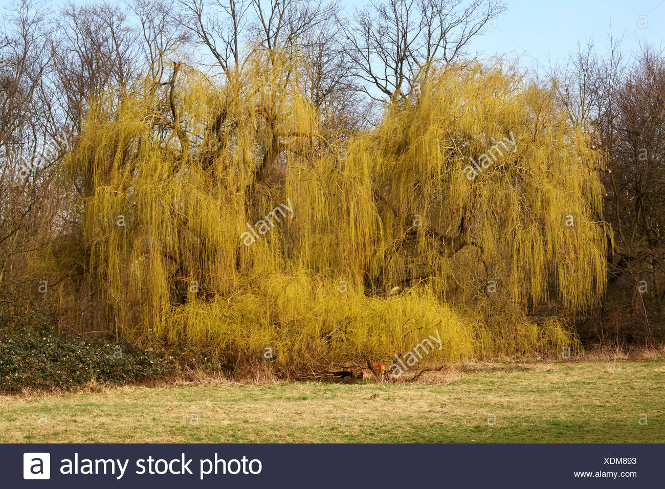 Dwarf Willow Tree High Resolution Stock Photography and Images - Alamy