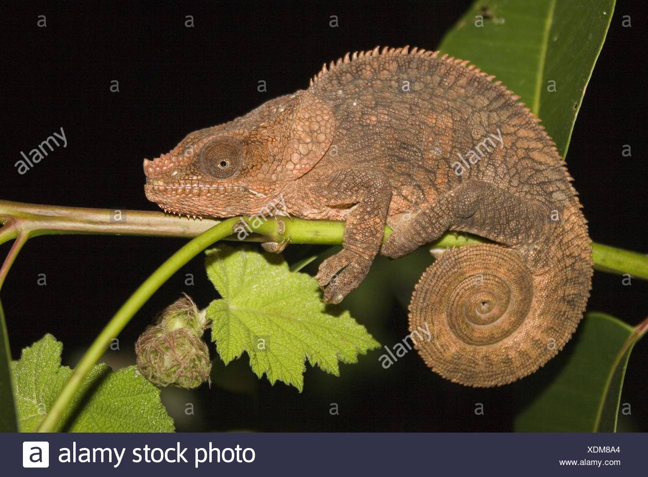 Horned Lizards High Resolution Stock Photography and Images - Alamy