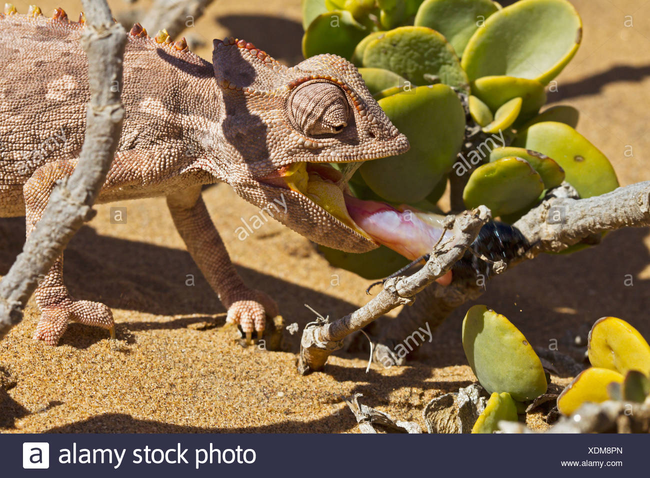 Africa Namib Desert Beetle High Resolution Stock Photography and Images ...