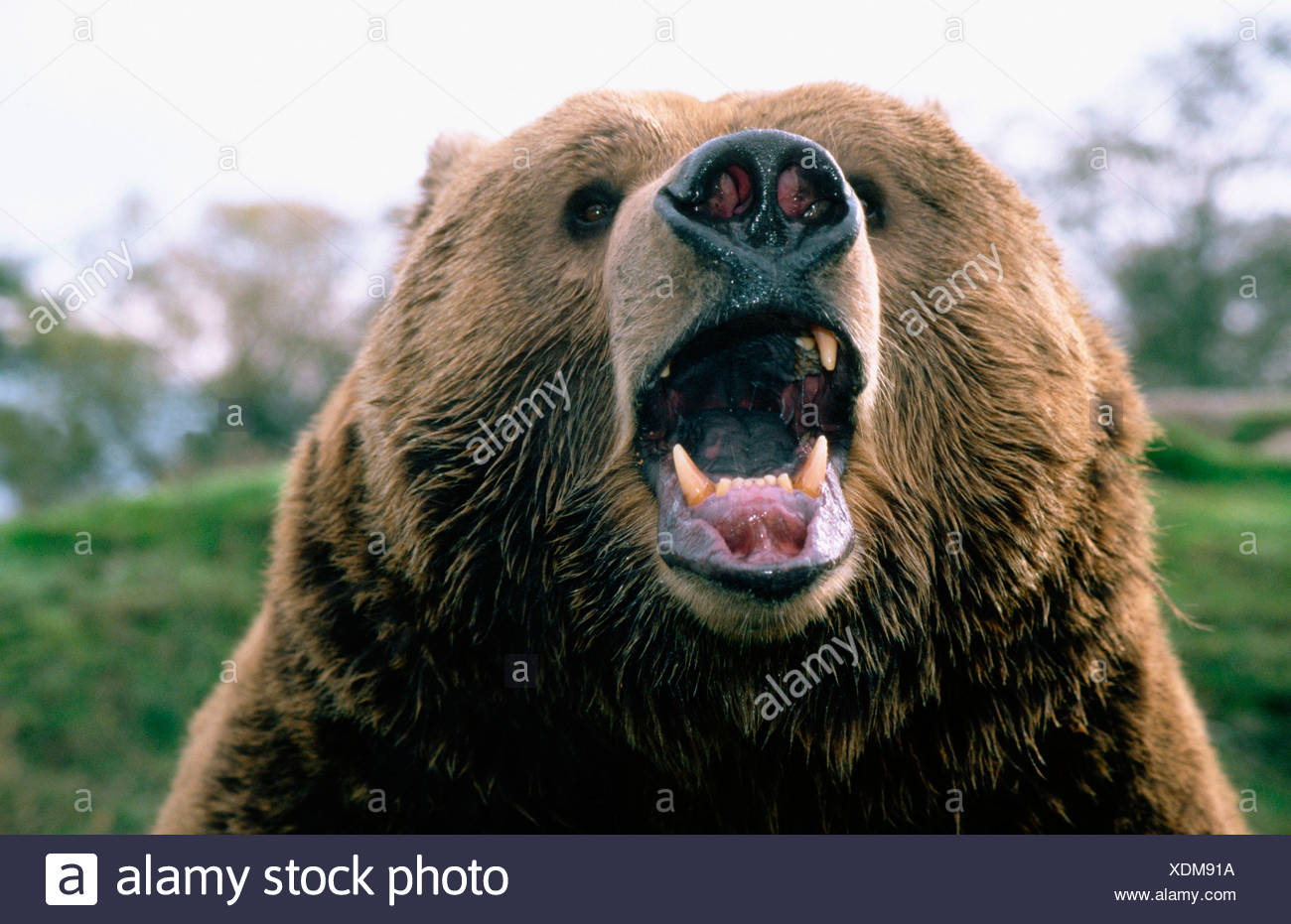 Bear Standing Growling High Resolution Stock Photography and Images - Alamy