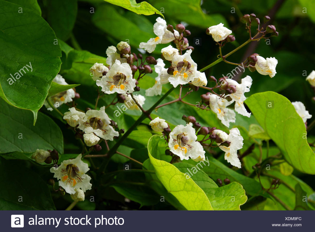 Trompetenbaum Catalpa Bignonioides High Resolution Stock Photography ...