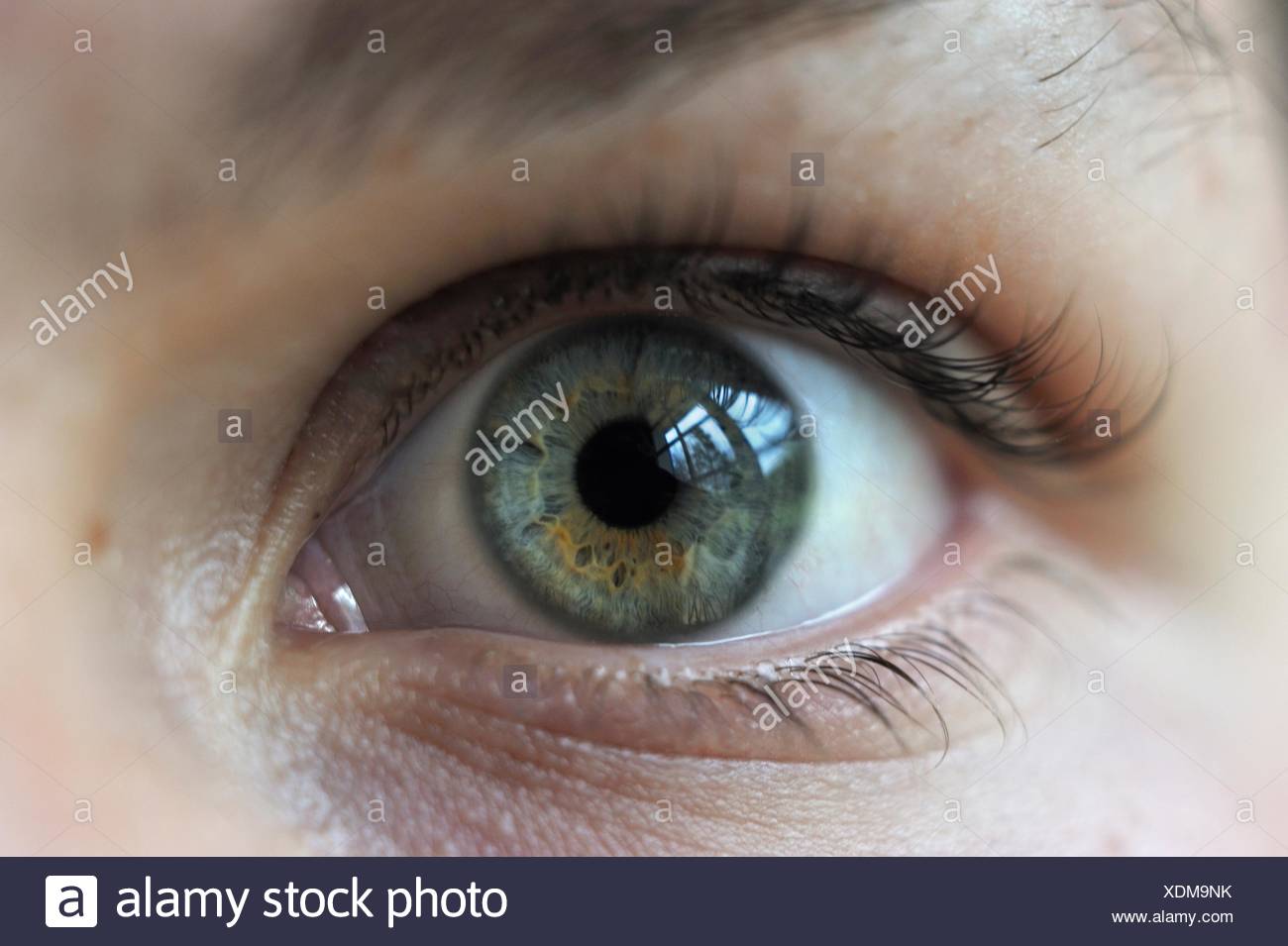 Heterochromia Iris High Resolution Stock Photography and Images - Alamy