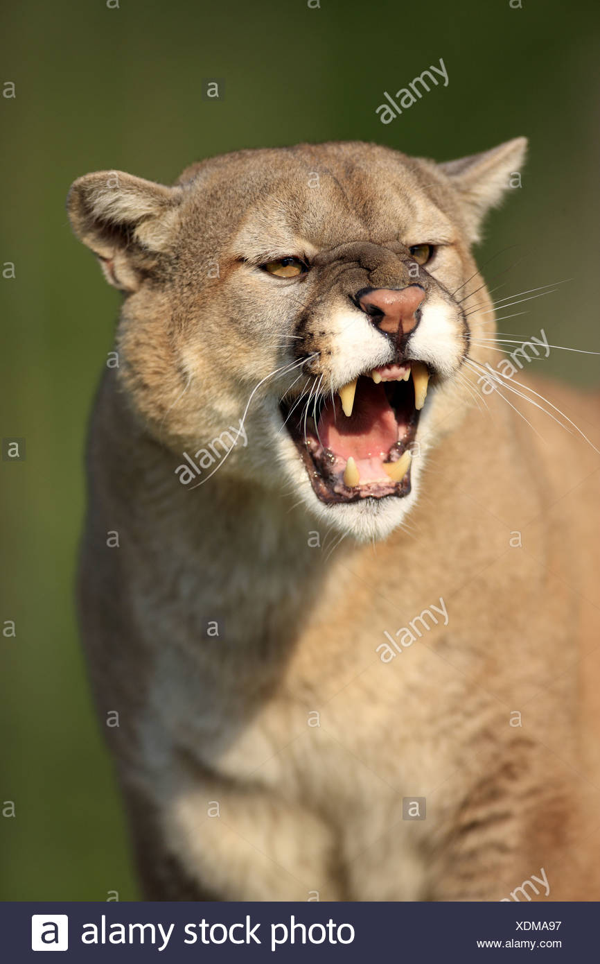 Snarling Cougar High Resolution Stock Photography and Images - Alamy