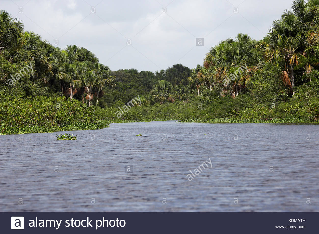 Orinoco Delta In Venezuela High Resolution Stock Photography and Images ...