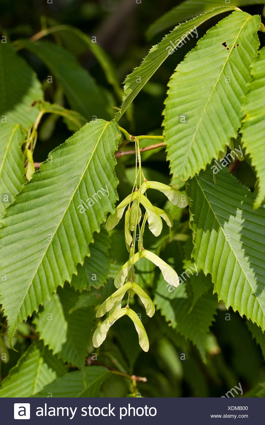 Hornbeam Maple High Resolution Stock Photography and Images - Alamy