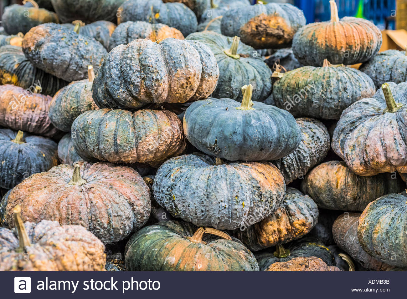 Squash Cucurbita Sp High Resolution Stock Photography and Images - Alamy