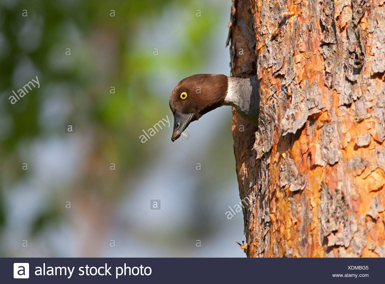 Common Goldeneye Female High Resolution Stock Photography and Images ...