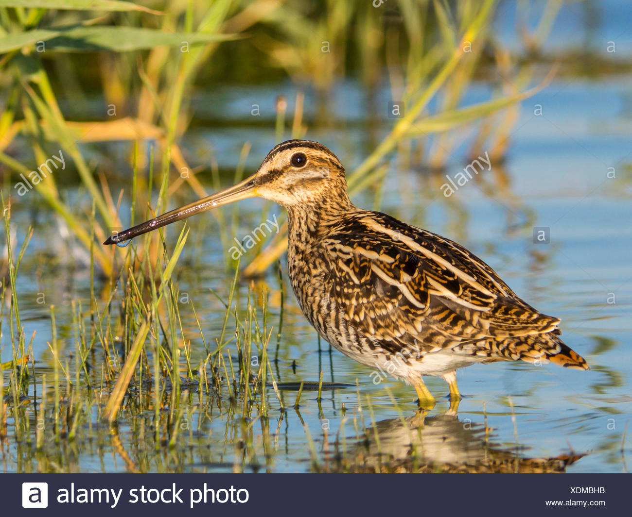 Snipe Birds High Resolution Stock Photography and Images - Alamy