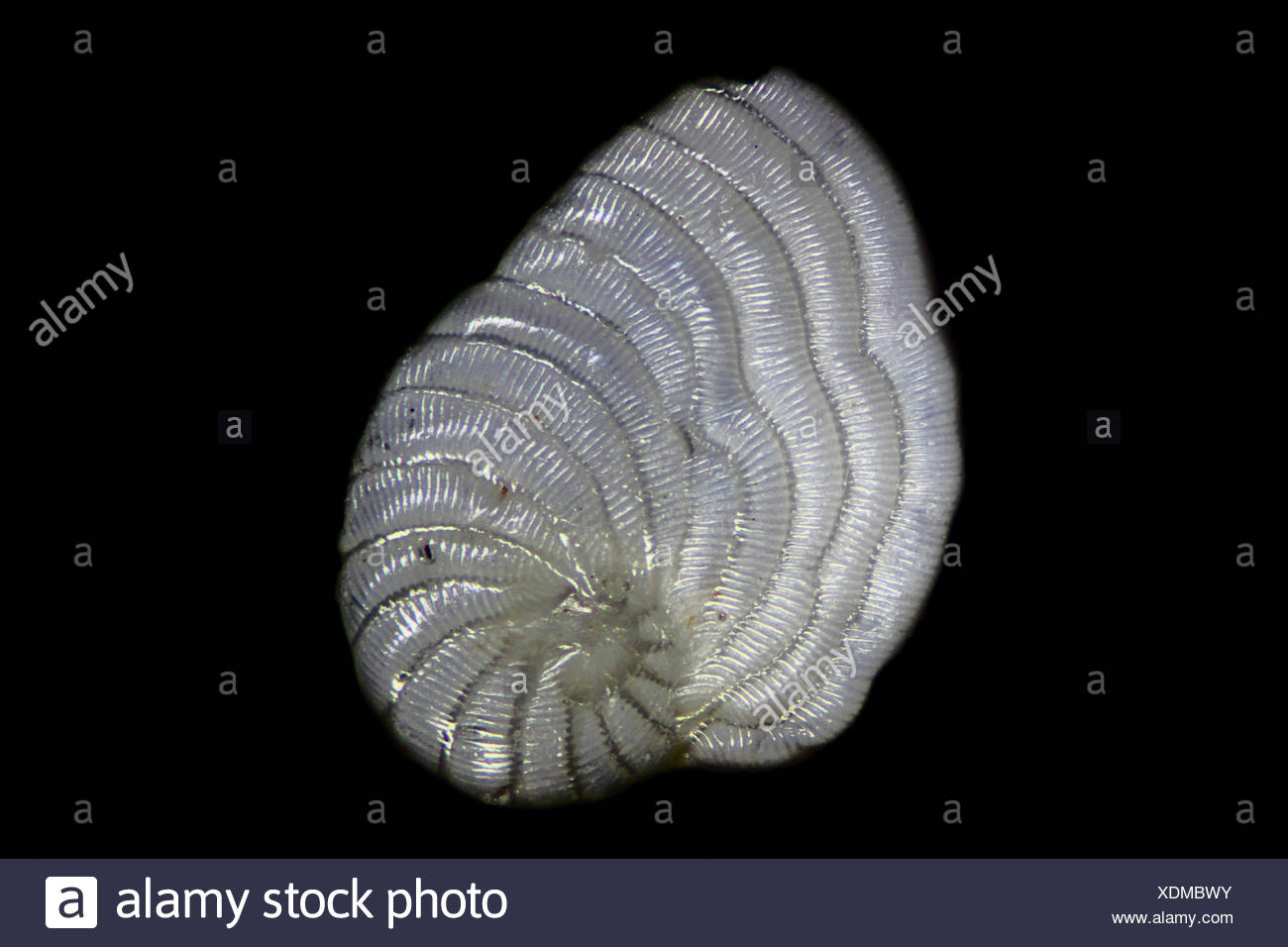 Foraminiferans High Resolution Stock Photography and Images - Alamy