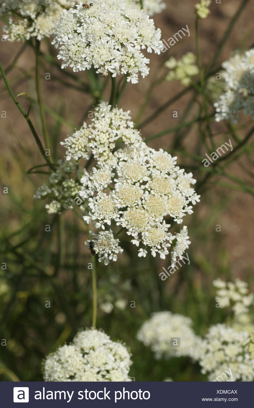 Bunium Bulbocastanum High Resolution Stock Photography and Images - Alamy