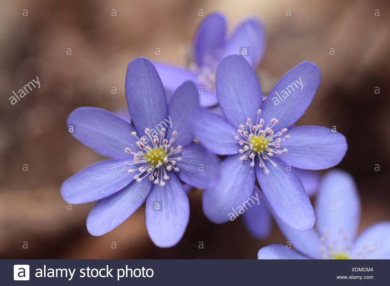 Hepatica Stock Photos & Hepatica Stock Images - Alamy