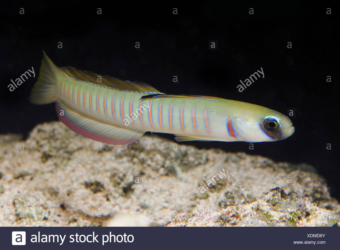 Dartfishes High Resolution Stock Photography and Images - Alamy