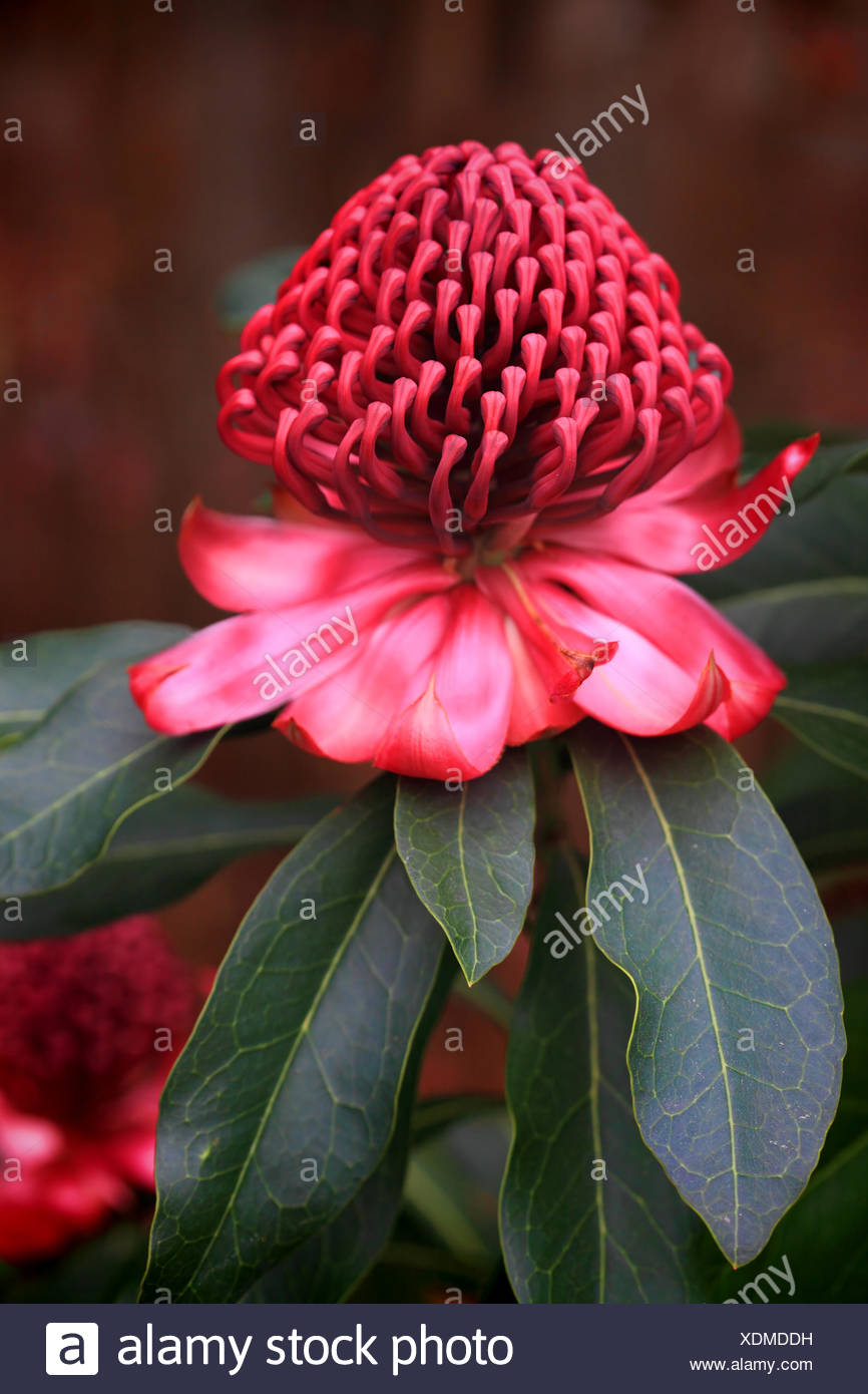 Waratah With Leaves Stock Photos & Waratah With Leaves Stock Images - Alamy