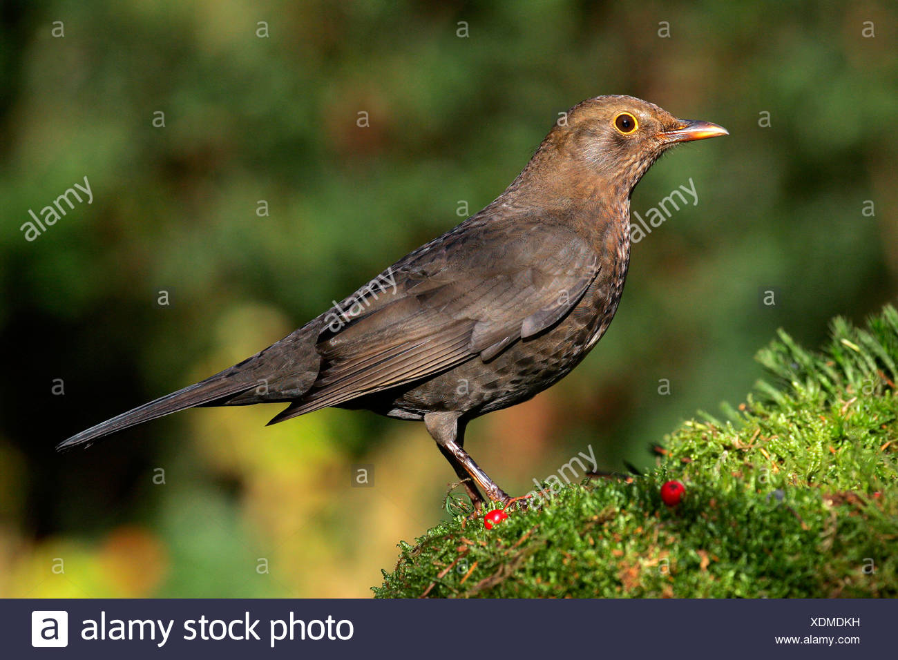 Drosselarten High Resolution Stock Photography and Images - Alamy