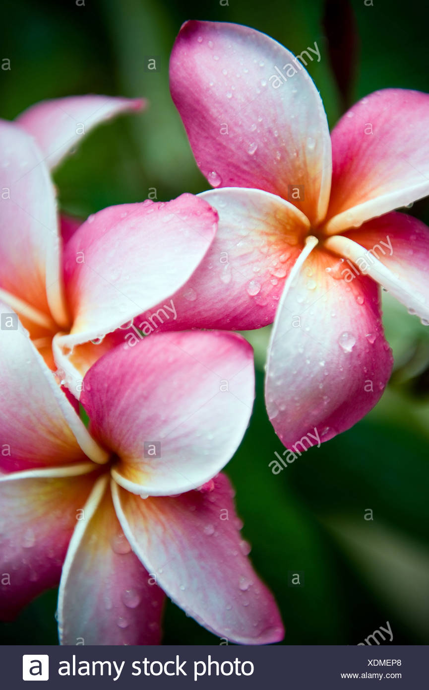 Frangipanni Stock Photos & Frangipanni Stock Images - Alamy