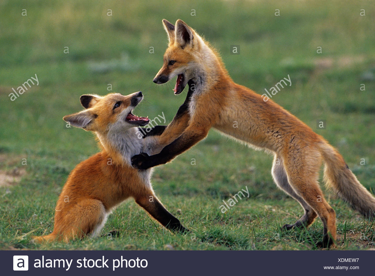 Red Fox Pups Playing High Resolution Stock Photography and Images - Alamy