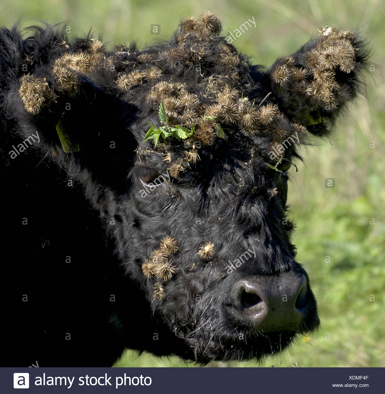 Epizoochory High Resolution Stock Photography and Images - Alamy