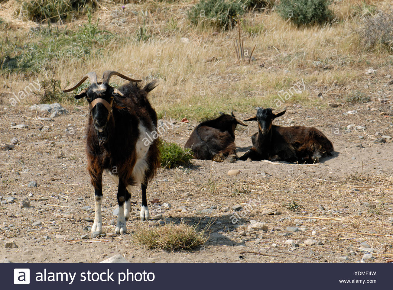 Doe Goat High Resolution Stock Photography and Images - Alamy