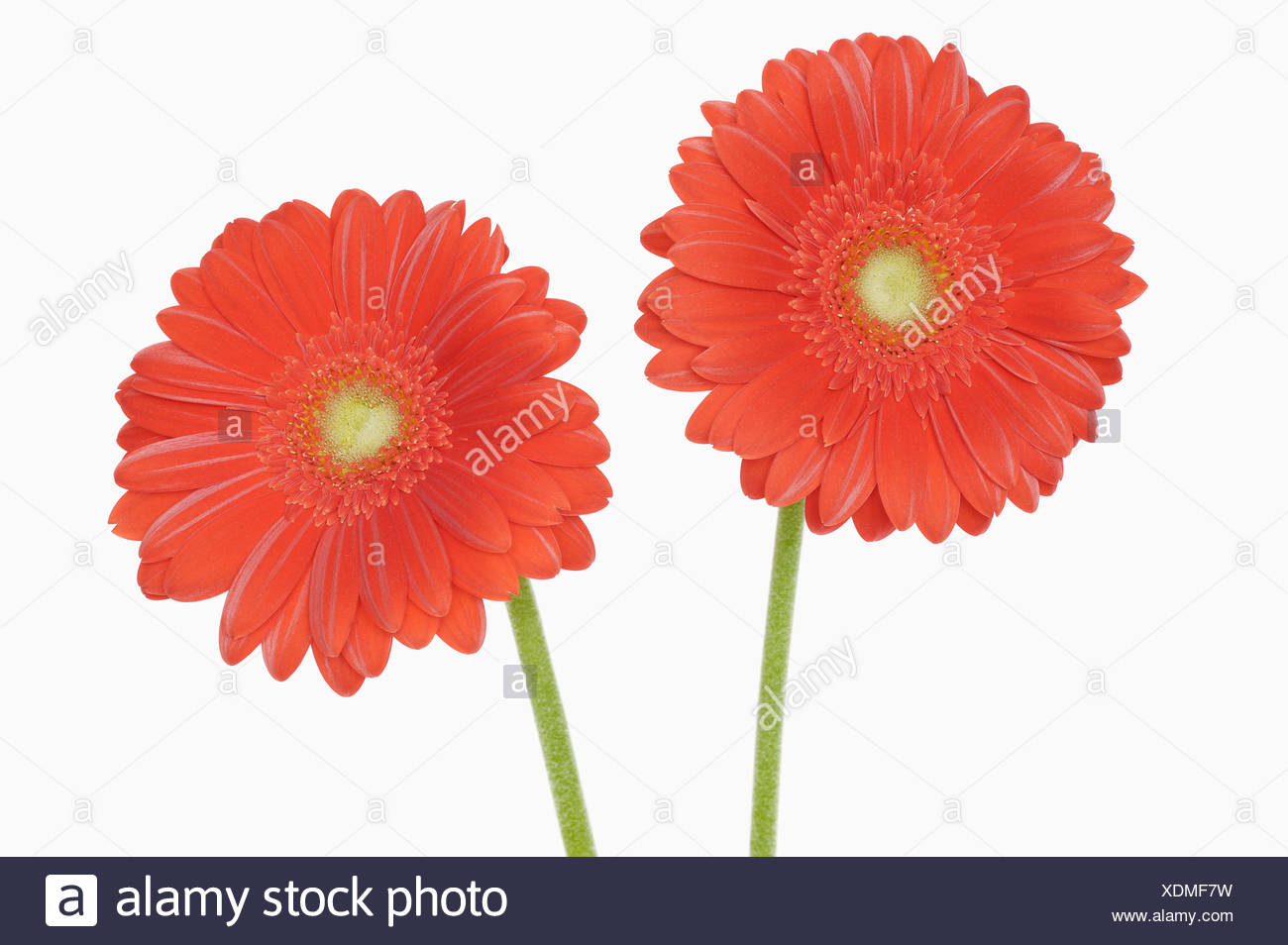 Gerbera Gerbera High Resolution Stock Photography and Images - Alamy